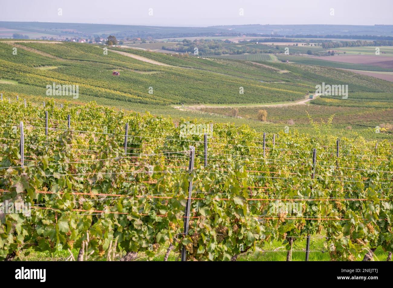 Vineyard with lots of vine plants and grape harvest machine harvesting ...