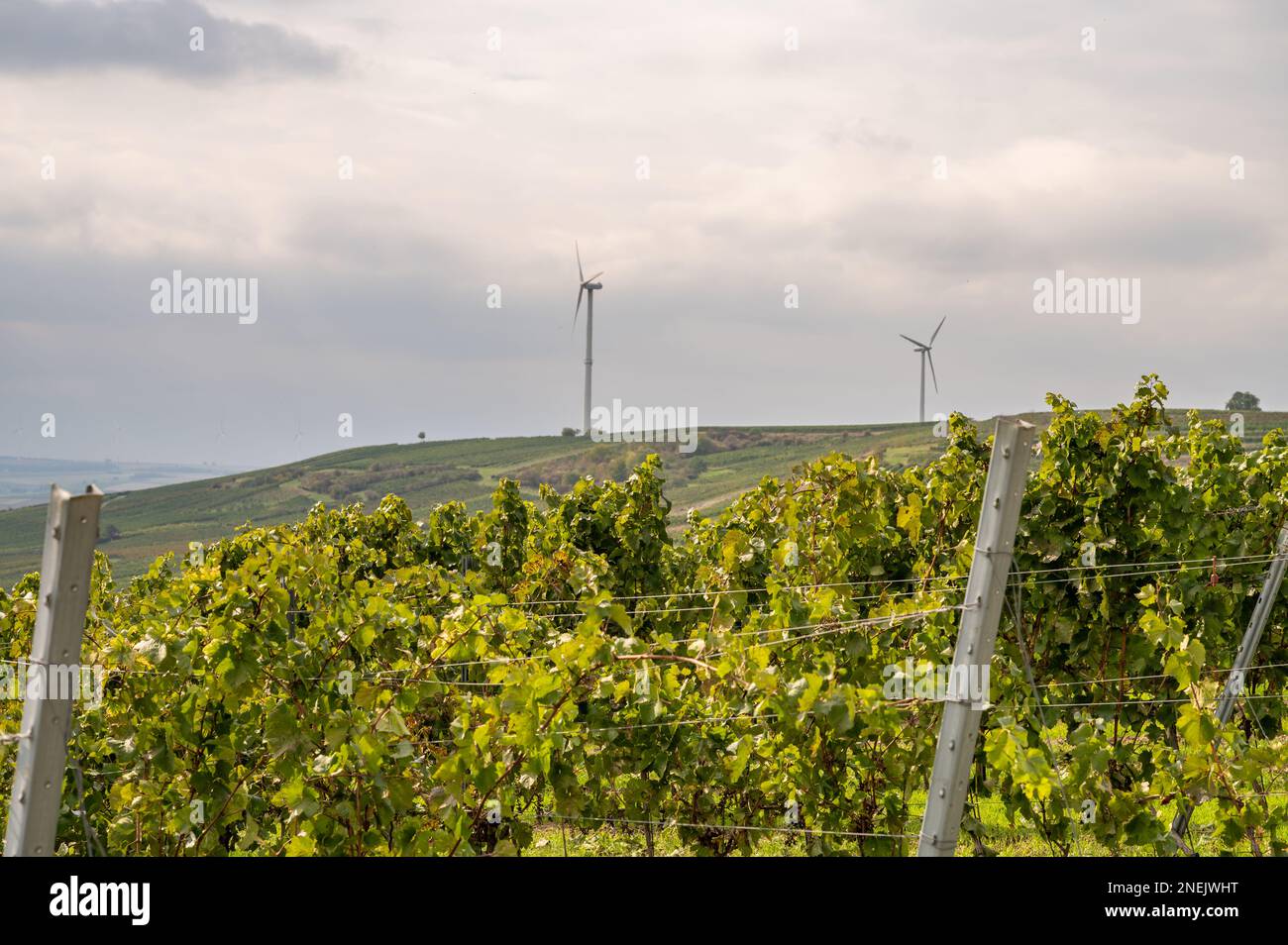 Modern wind turbines at a vineyard on top of a hill with vine plants in ...