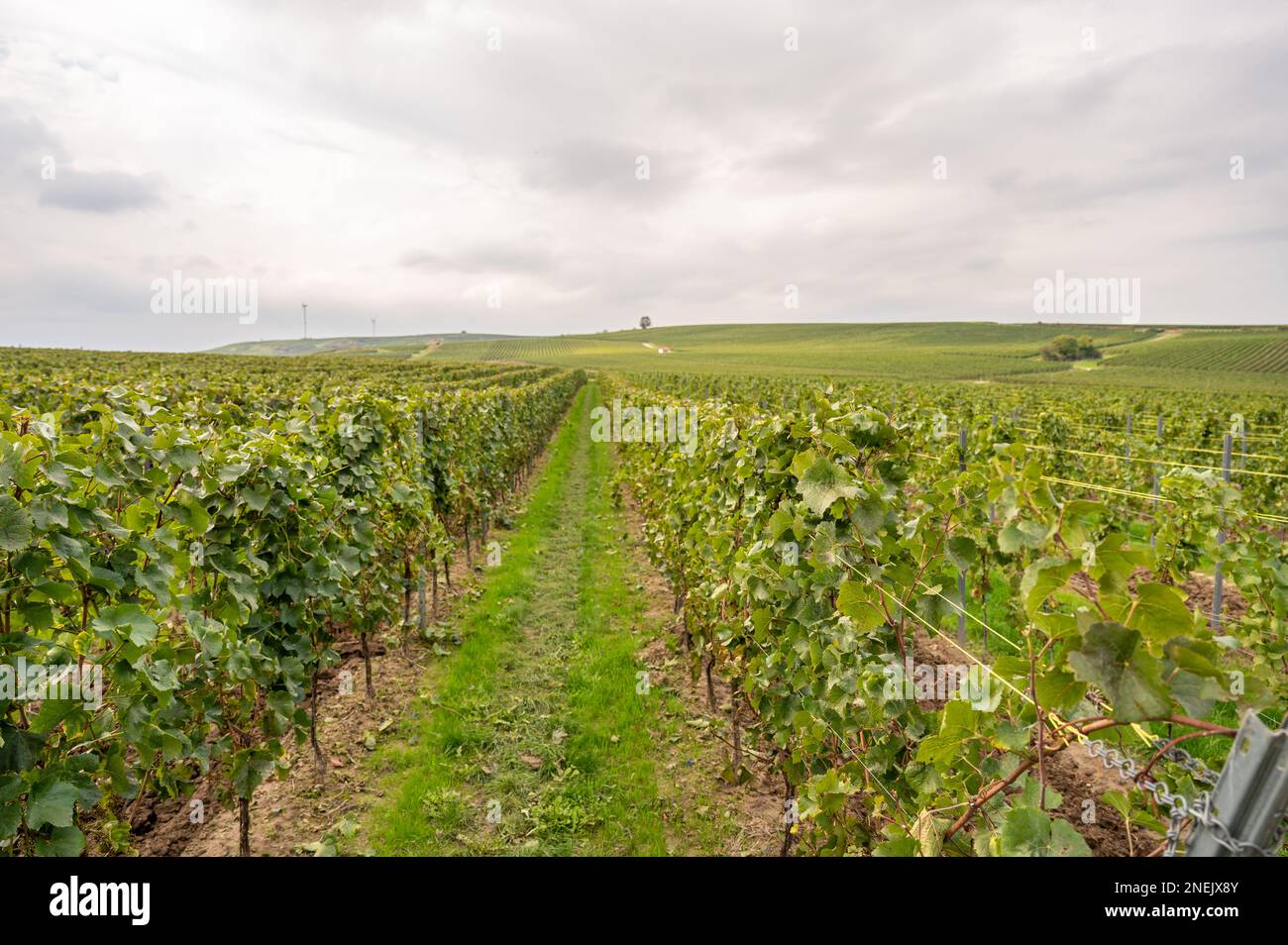 Vine plants growing in a row during harvest season on a vineyard ...