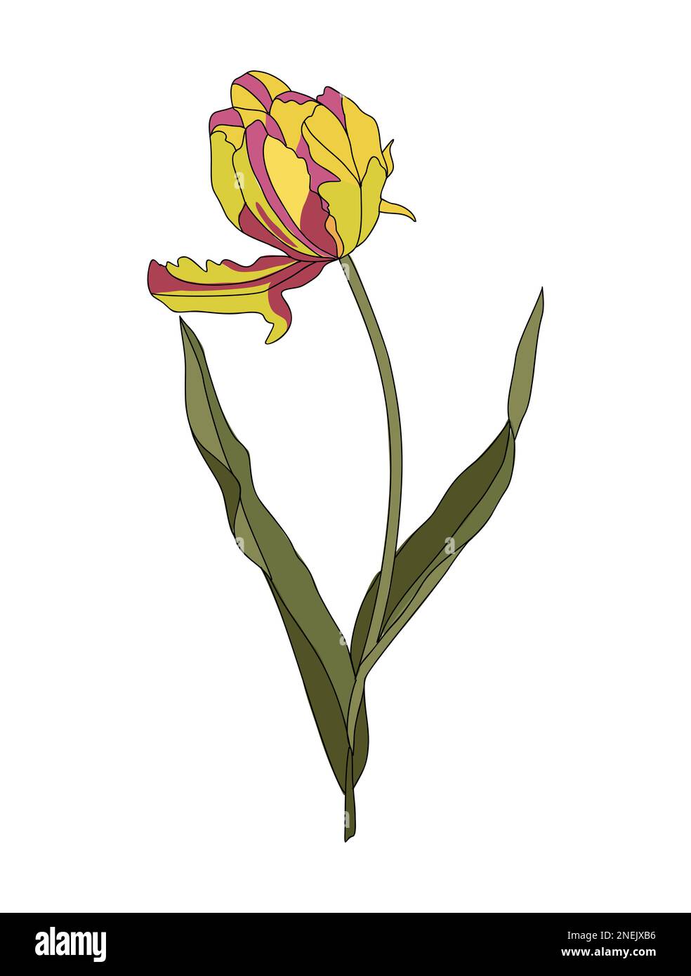 Birth month flower of april hi-res stock photography and images - Alamy