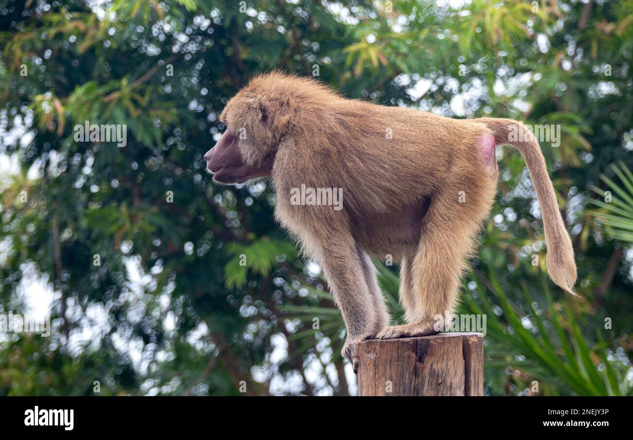 Male sacred baboon in hi-res stock photography and images - Alamy