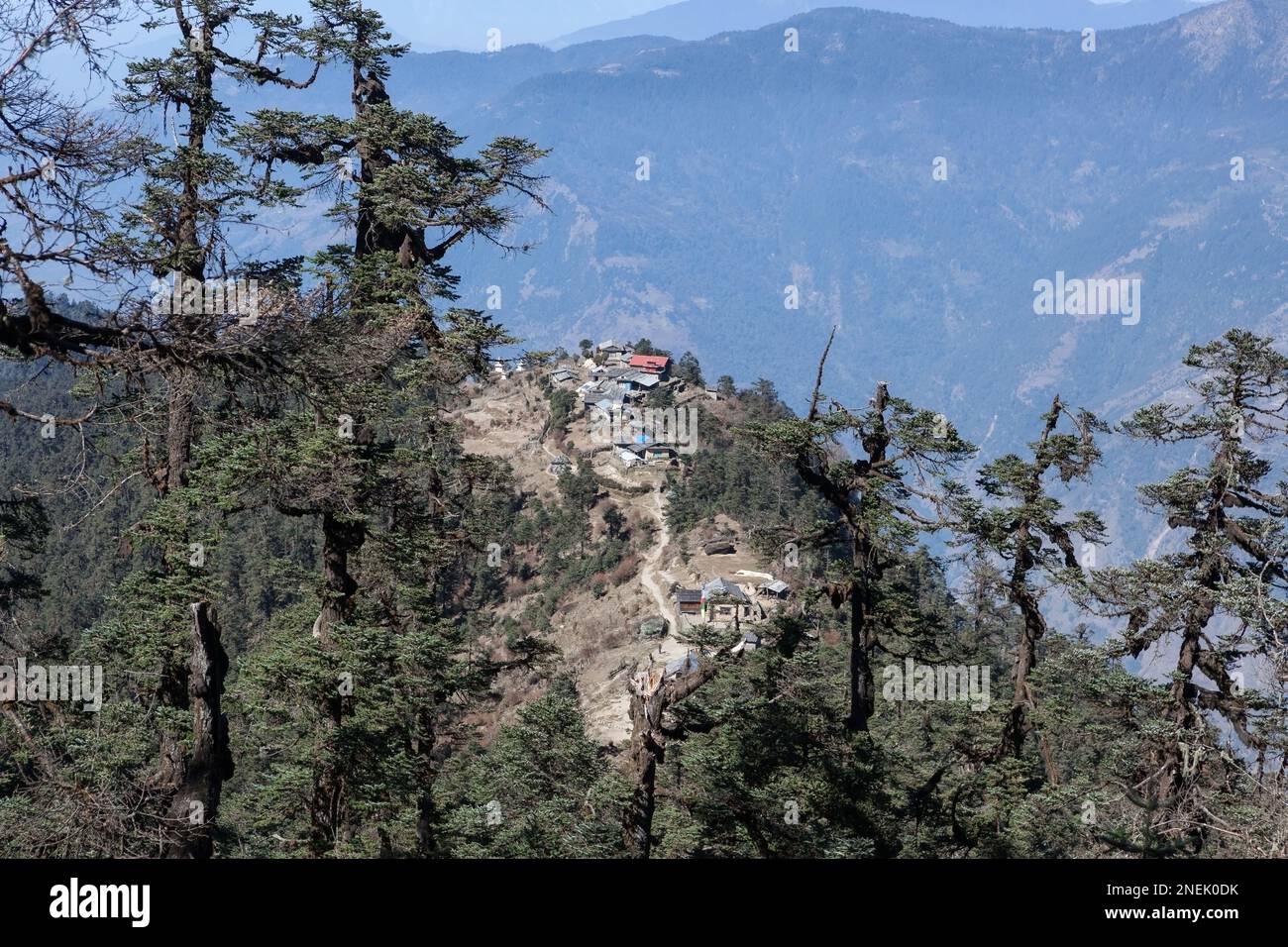 Remote mountain village in the Himalayas, Nepal. Tall Himalayan pine ...