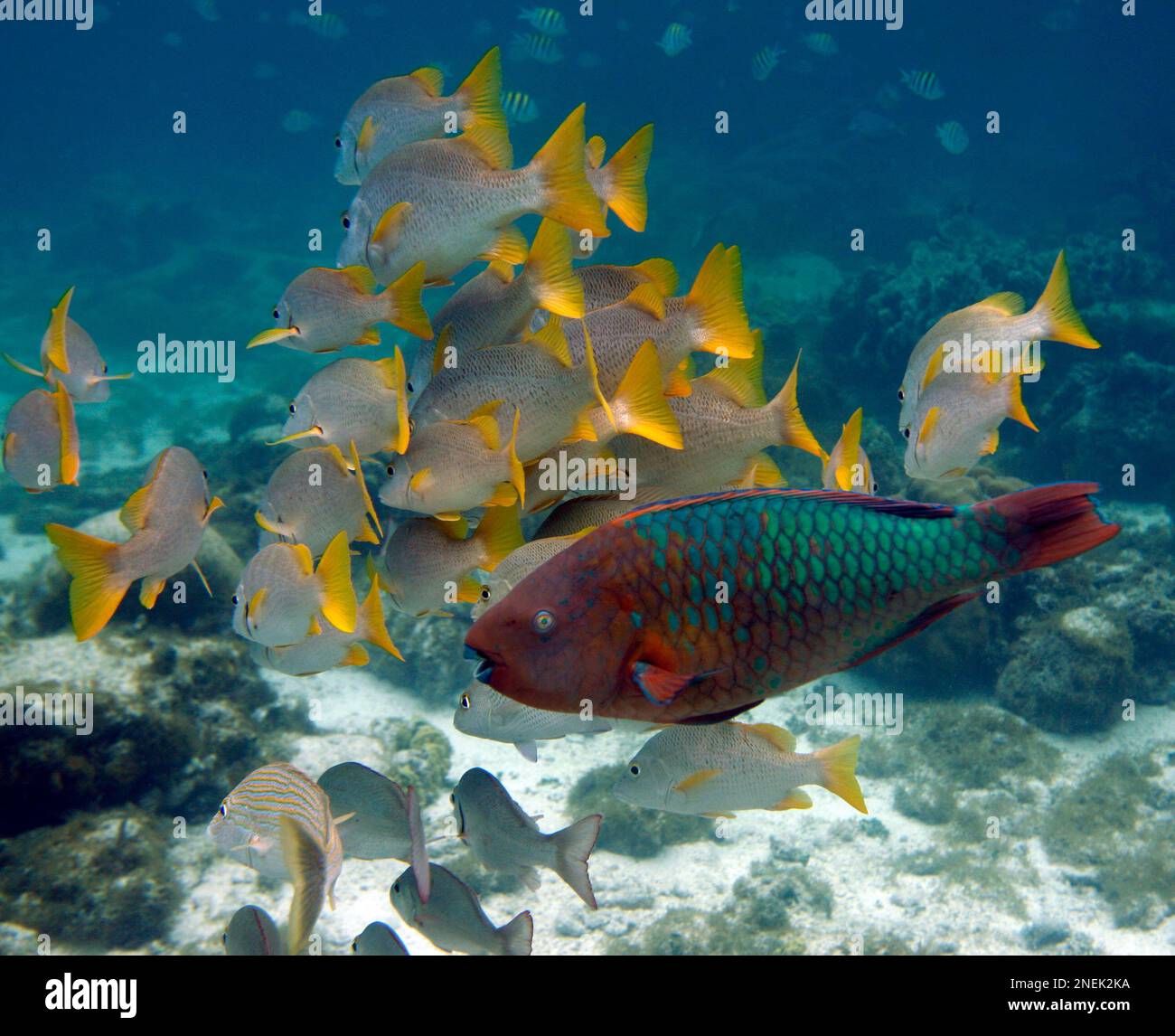 This photo taken March 2009 shows a Rainbow Parrot fish, front, passing ...
