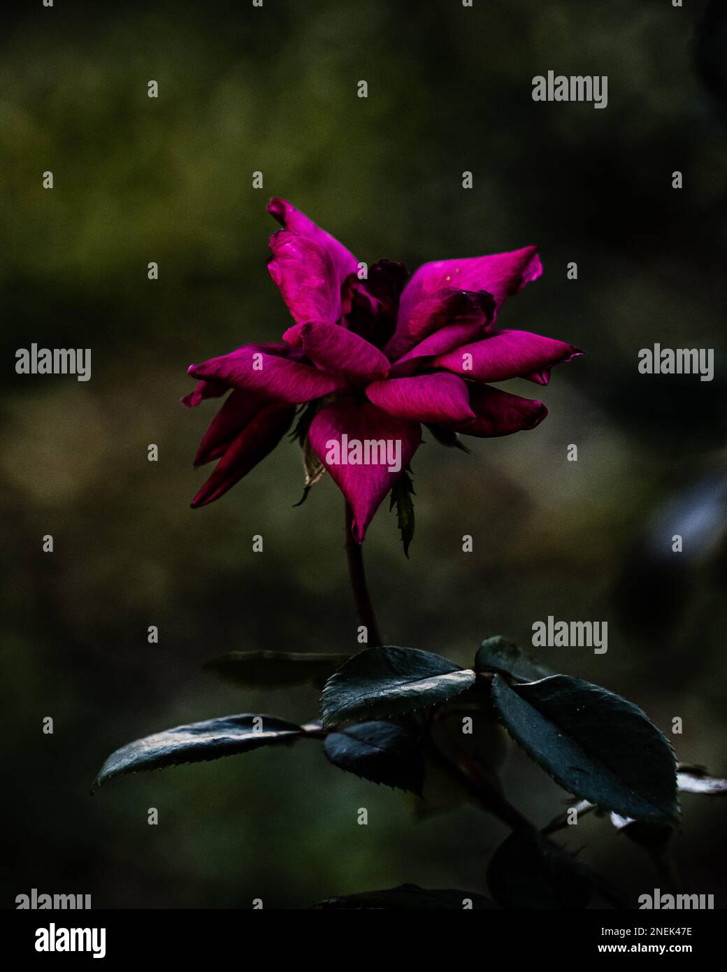 Falling off petals hi-res stock photography and images - Alamy