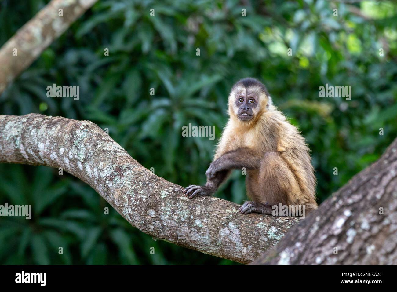 Capuchin monkey (Simia apella), on the branch of the tree holding it ...