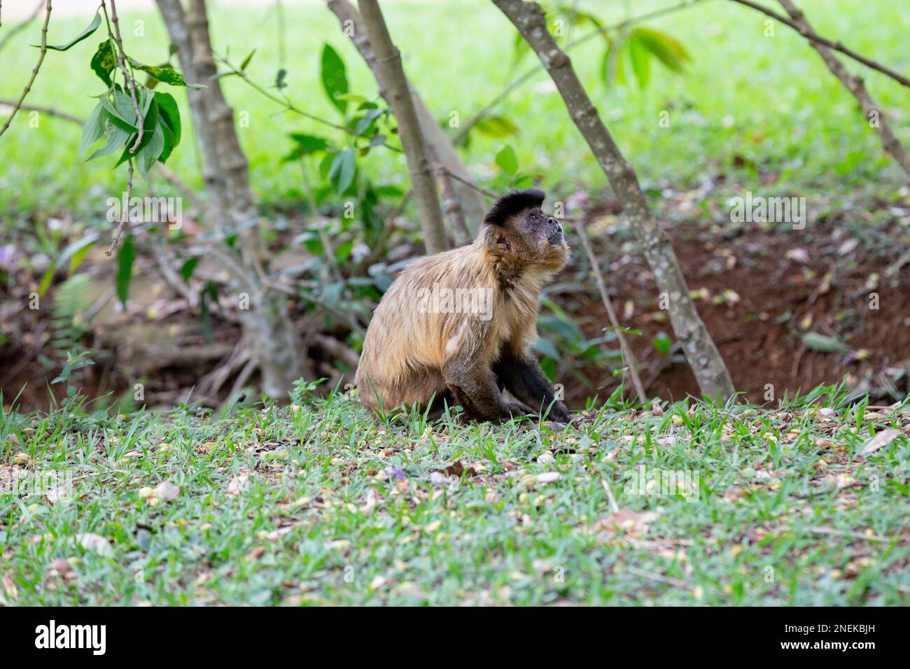 Capuchin monkey (Simia apella), on the branch of the tree holding it ...
