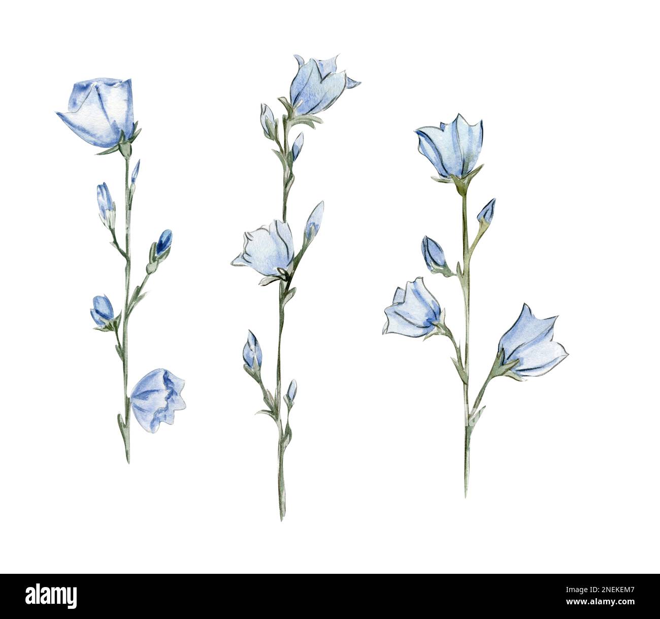 Watercolor illustration set of blue flower elements. Hand-drawn ...