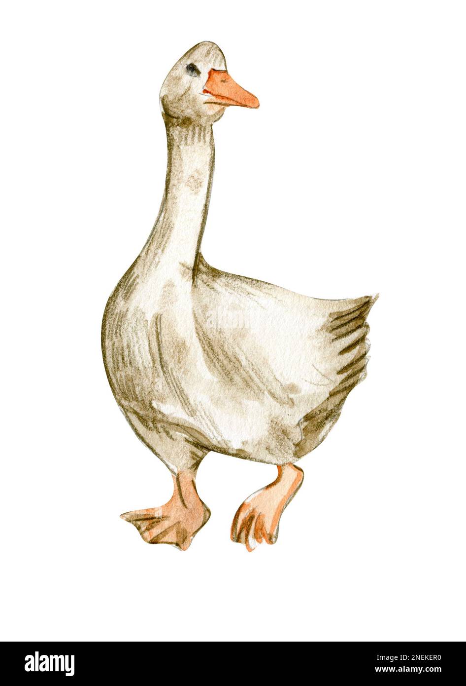 Watercolor hand drawn goose . Watercolor illustration of farm animal ...