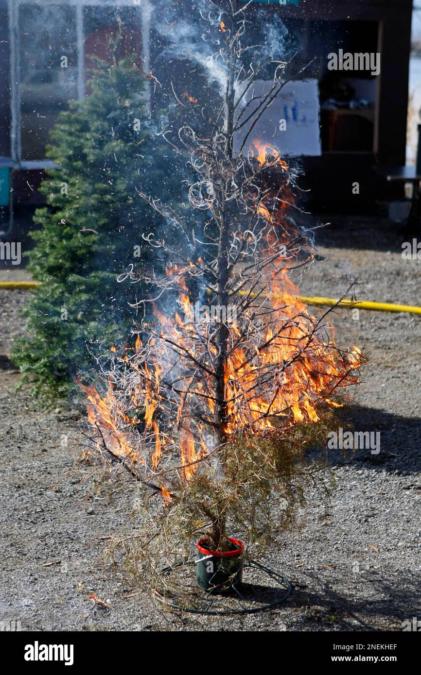 The Menlo Park Fire Protection District burns a dry Christmas tree in ...