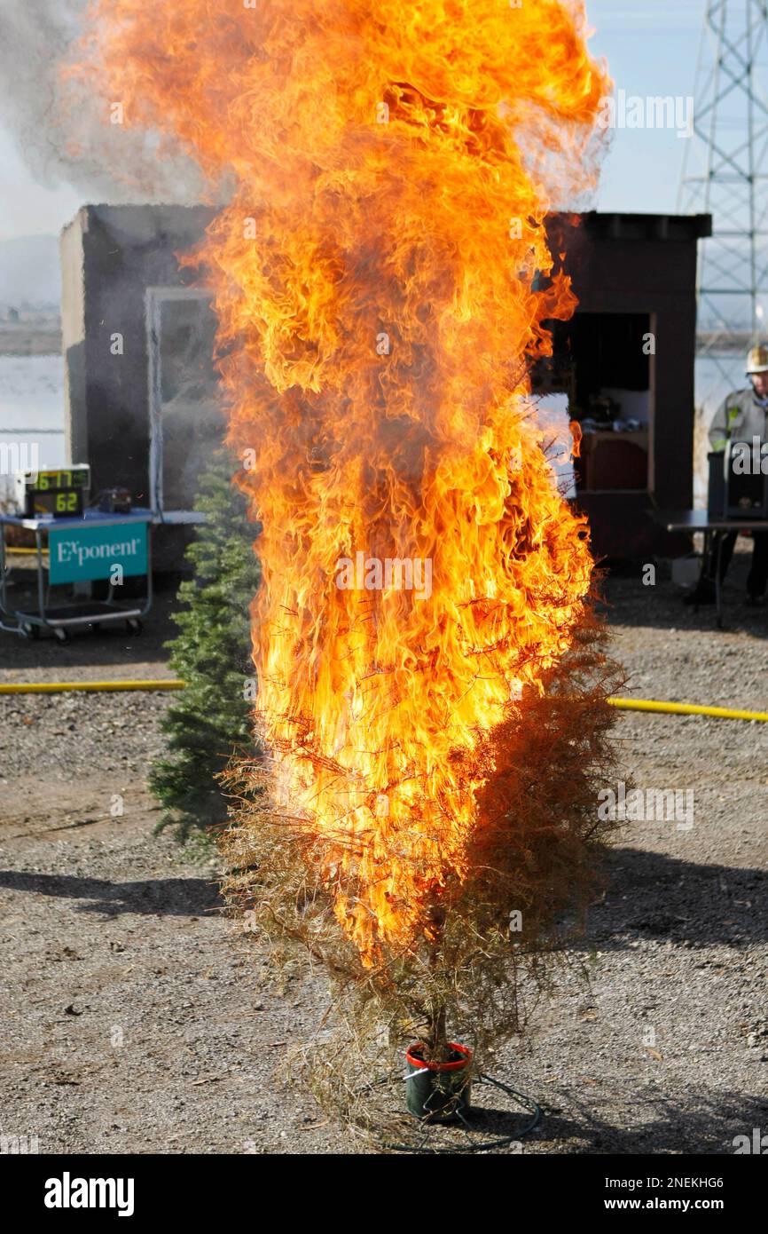 The Menlo Park Fire Protection District burns a dry Christmas tree in ...