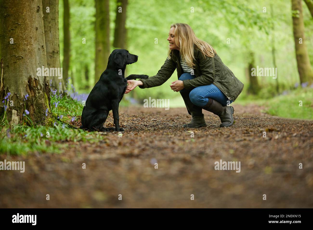 Mature Woman With Loving Black Labrador Dog On Spring Walk Through ...