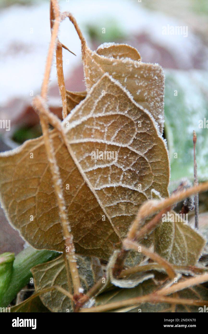 A vertical shot of fallen dead-leaves covered with frost Stock Photo ...