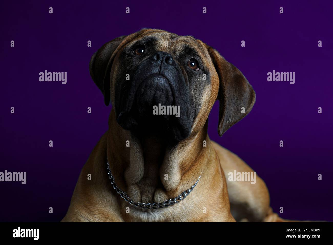 Bullmastiff and aggressive hi-res stock photography and images - Alamy