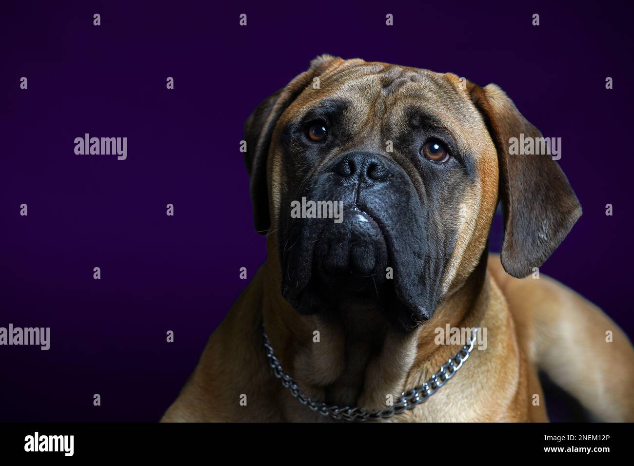 Bullmastiff and aggressive hi-res stock photography and images - Alamy