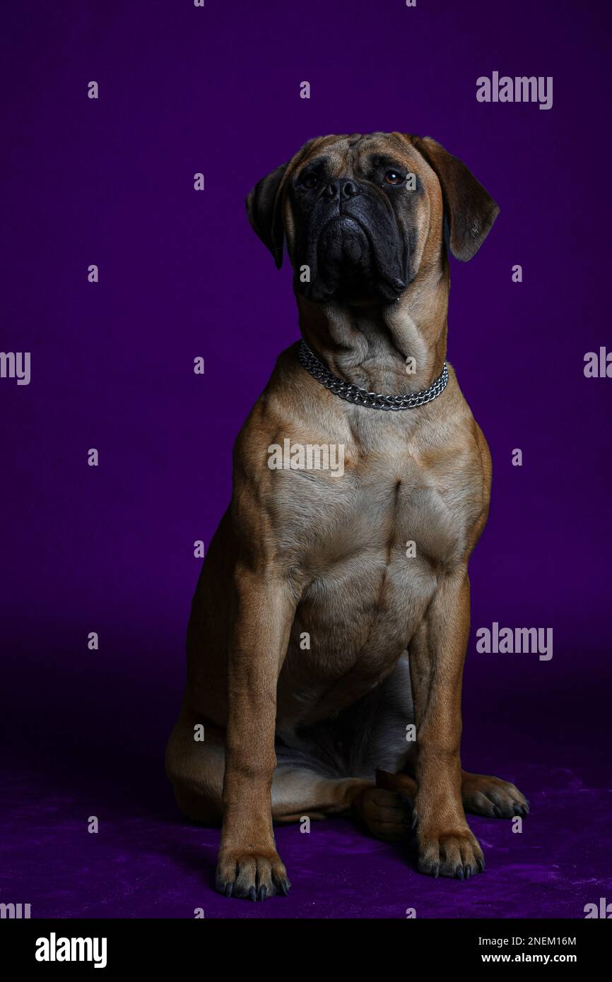 Bullmastiff and aggressive hi-res stock photography and images - Alamy
