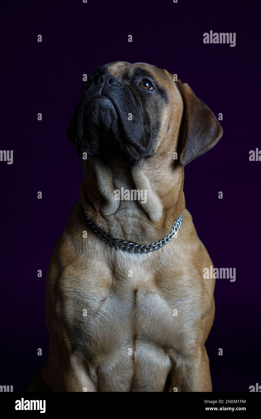 Bullmastiff and aggressive hi-res stock photography and images - Alamy