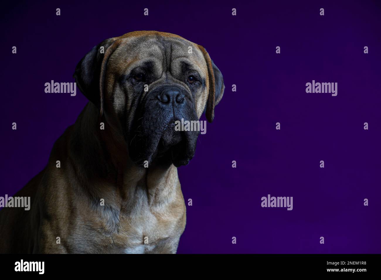 Bullmastiff and aggressive hi-res stock photography and images - Alamy
