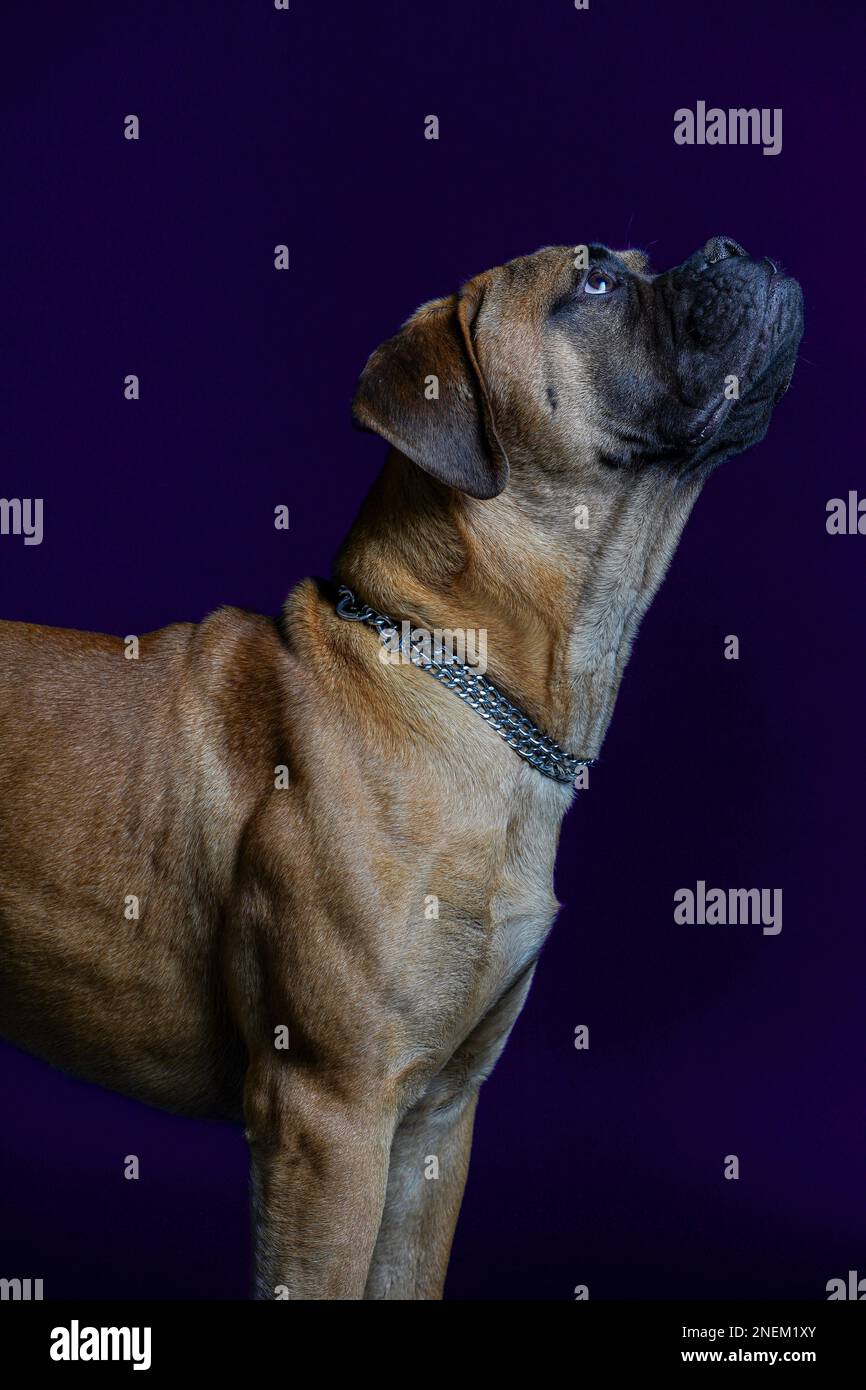 Bullmastiff and aggressive hi-res stock photography and images - Alamy