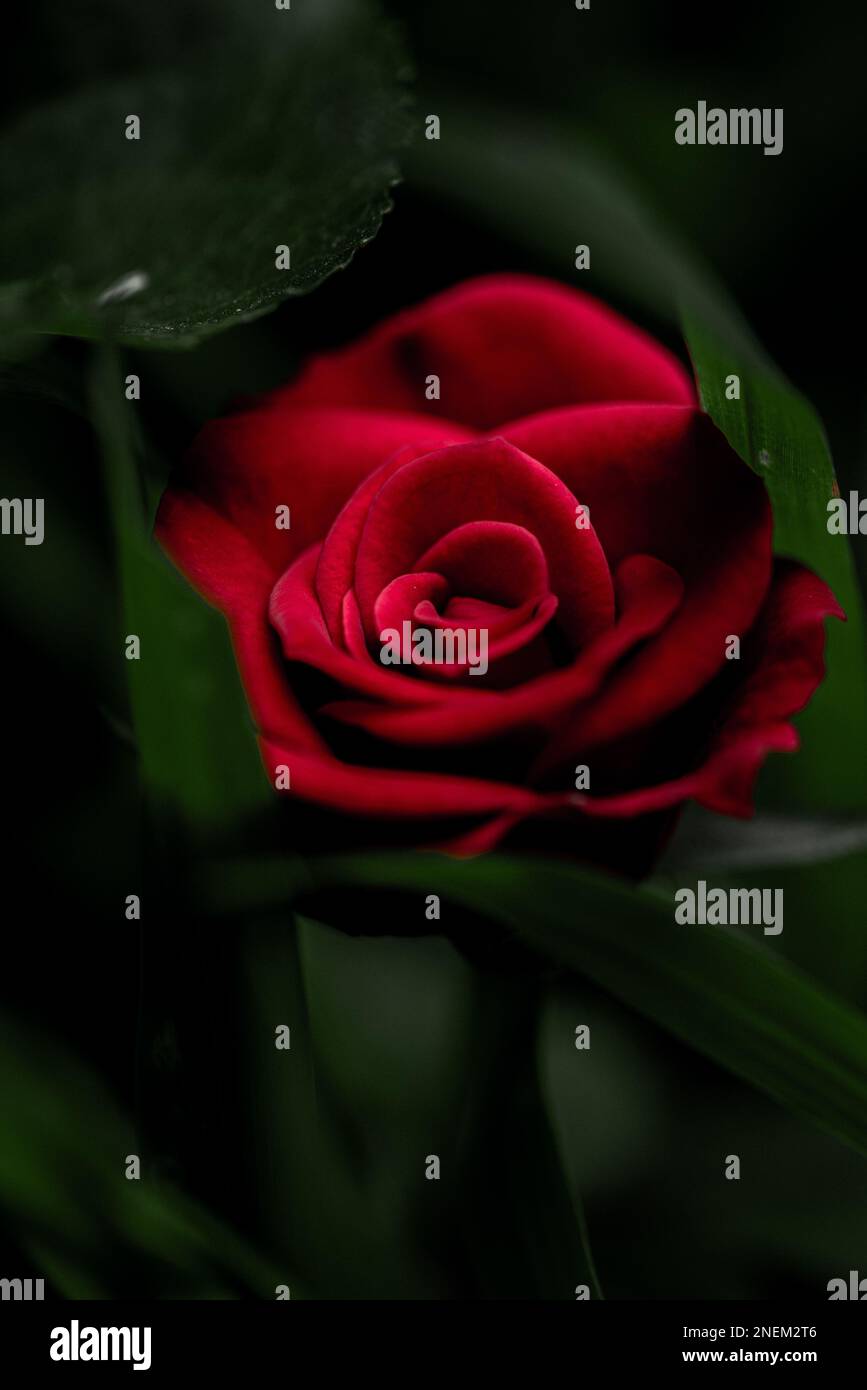 Rose between leaves hi-res stock photography and images - Alamy