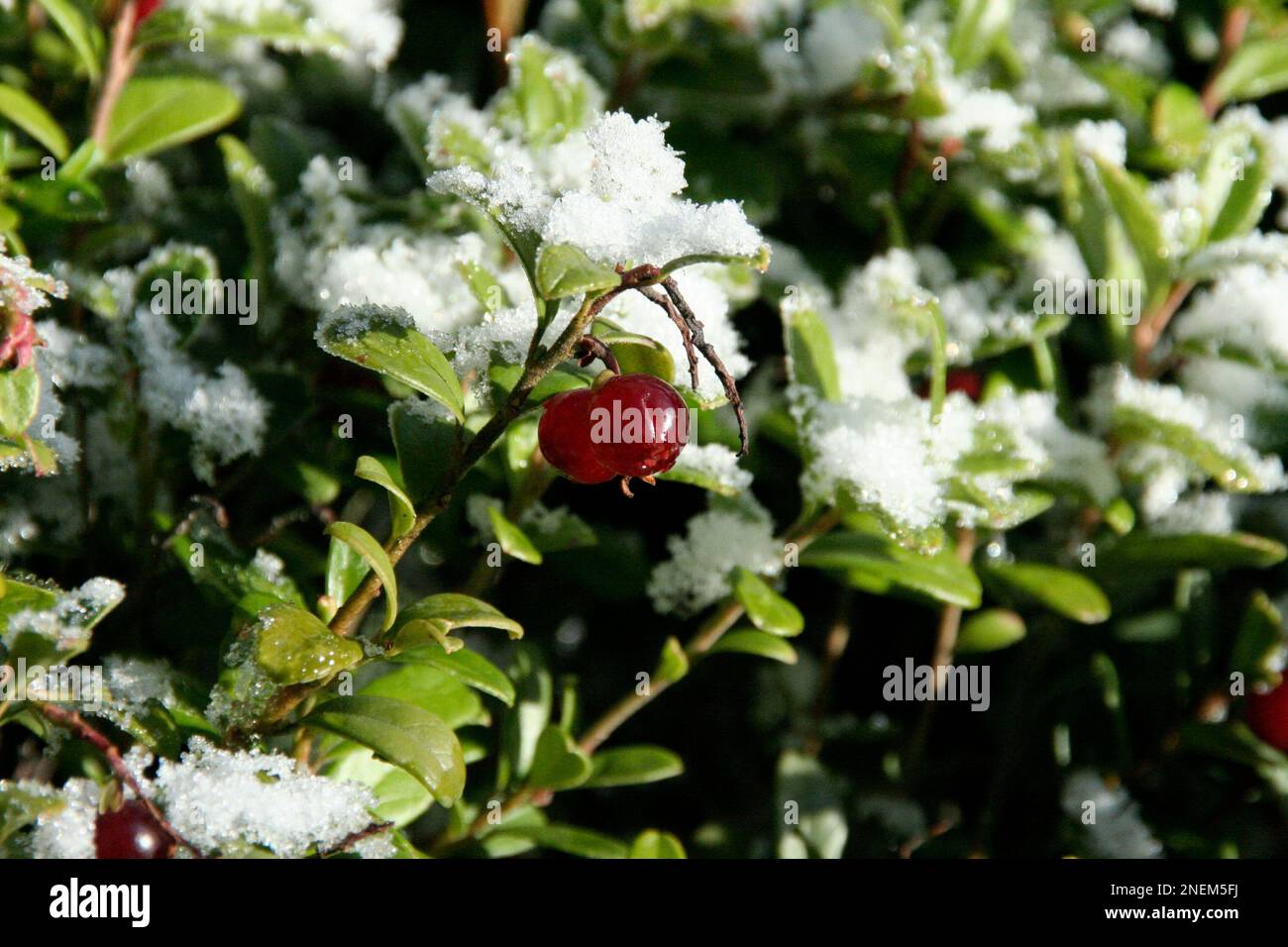 A mesmerizing shot of mountain cranberry hanging from a branch with ...