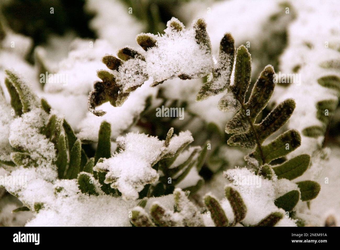 A close-up of Christmas ferns (Polystichum acrostichoides) covered with ...