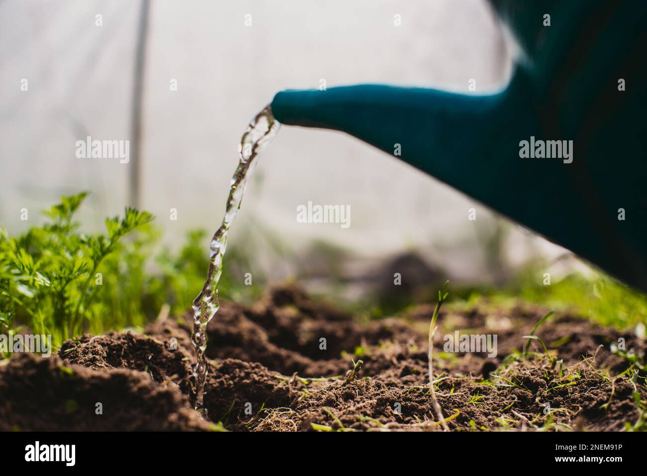 Watering vegetable plants on a plantation in the summer heat with a ...