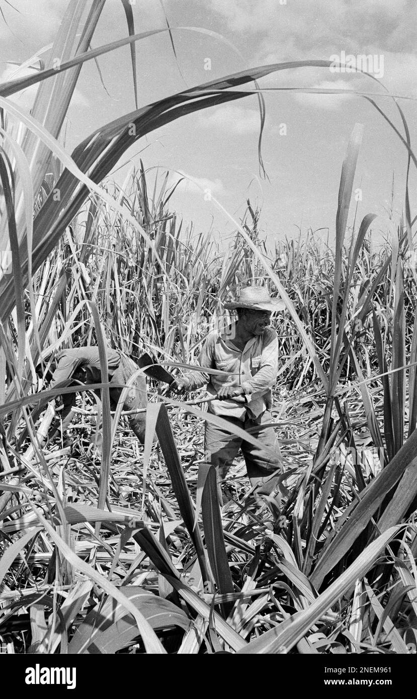 A cane cutter swings a machete as he harvests sugar cane in Cuba's ...