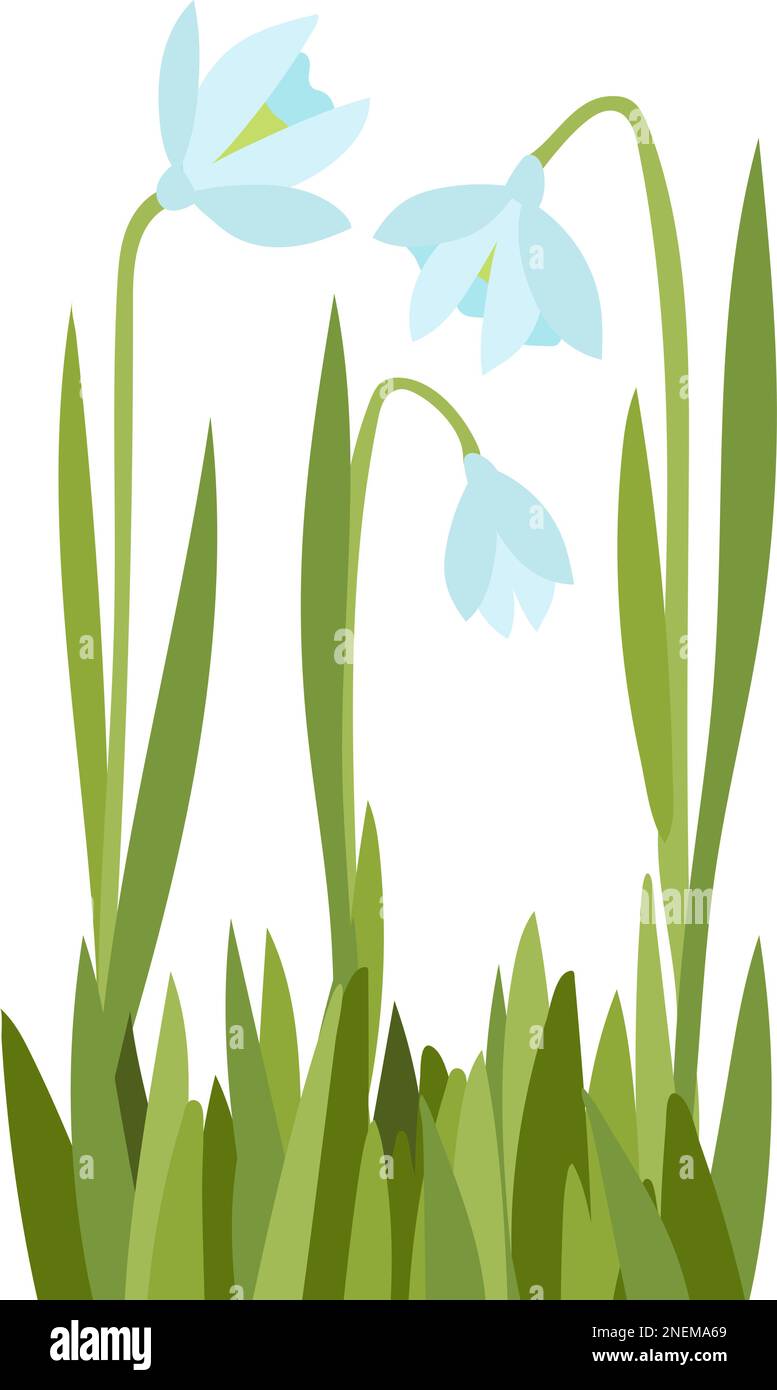 Isolated snowdrops on white Stock Vector Images - Alamy
