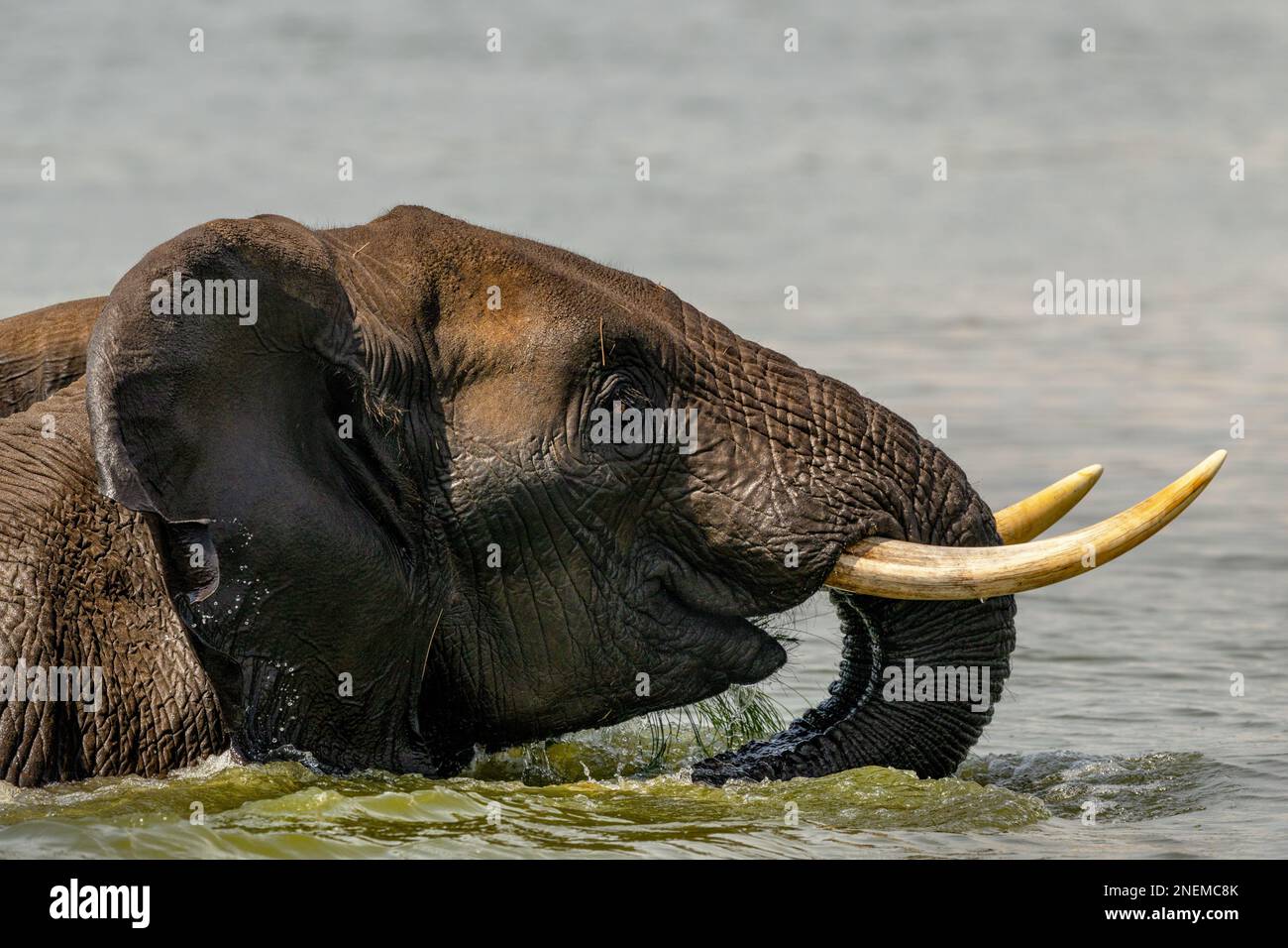 Deep water animal hi-res stock photography and images - Alamy