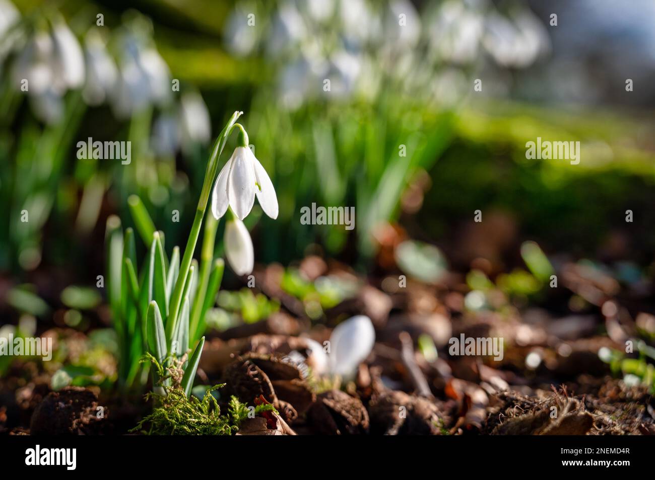 February winter garden flowers hi-res stock photography and images - Alamy