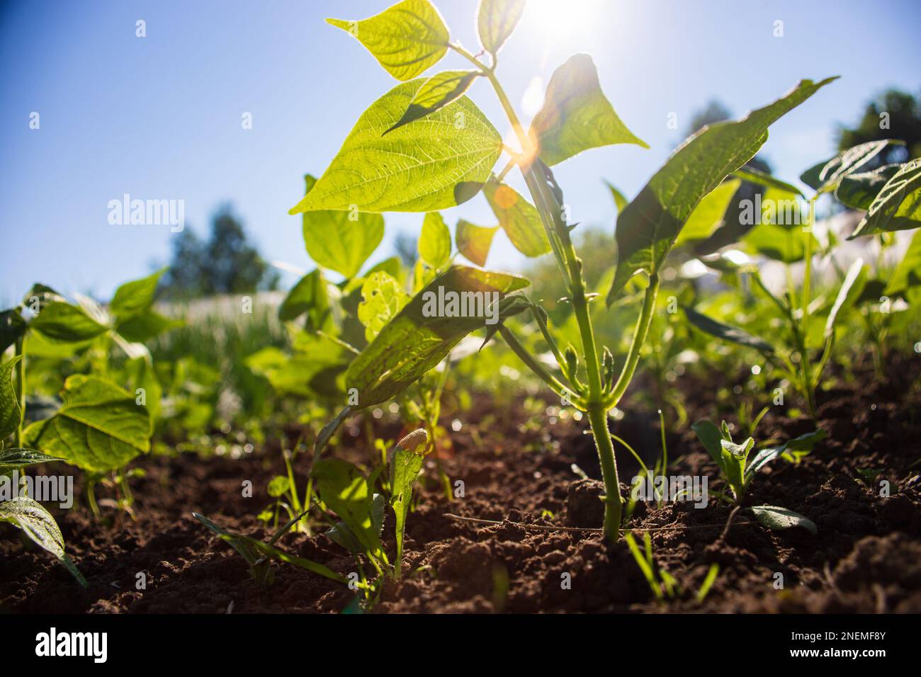 Pepper crops planted in soil get ripe under sun. Cultivated land close ...