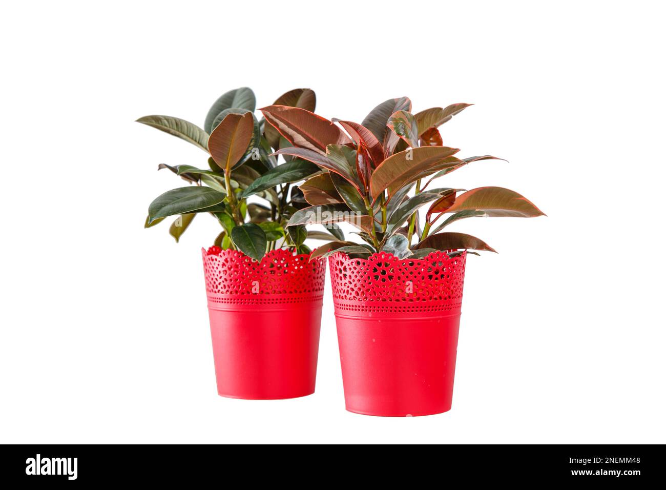 Two red pots with Ficus Elastica (Rubber Plant) isolated on white ...