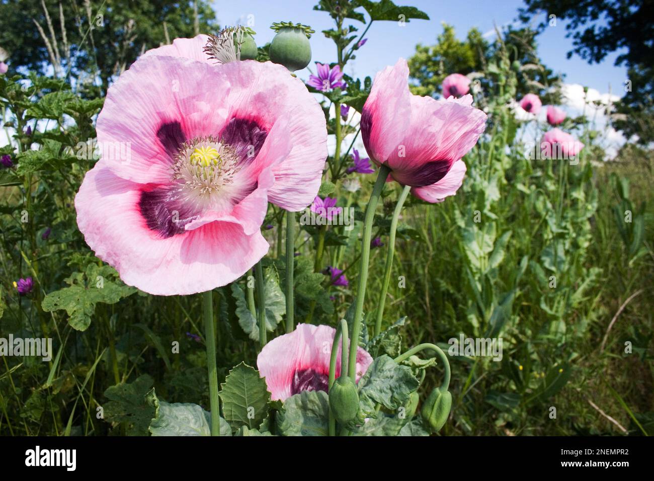 pink flowering oriental poppies (papaver orientale) growing on edge of ...