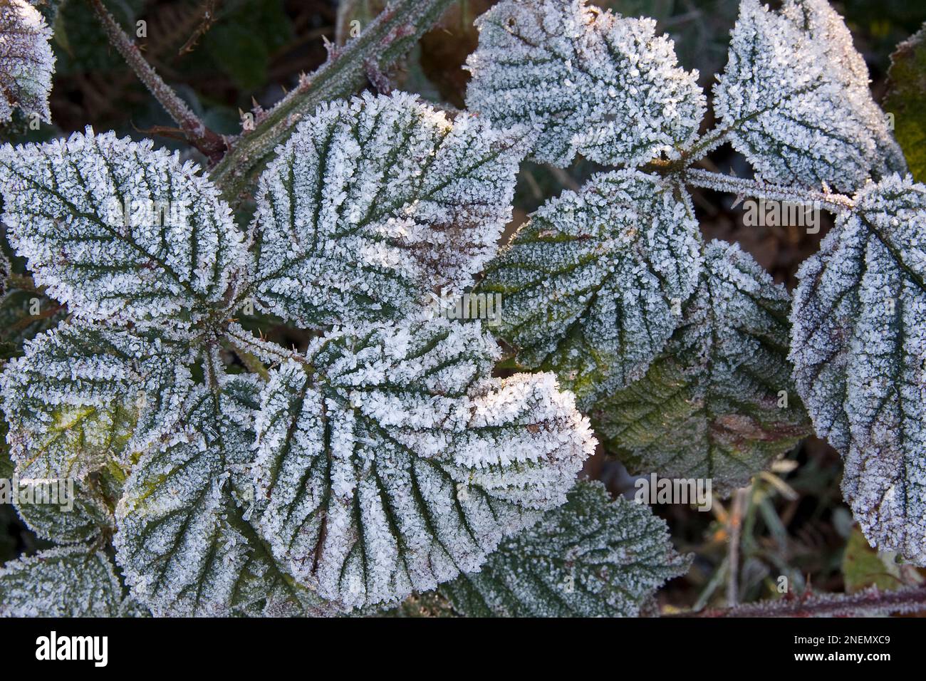blackberry leaves (rubus fruticosus) covered in frost growing in ...
