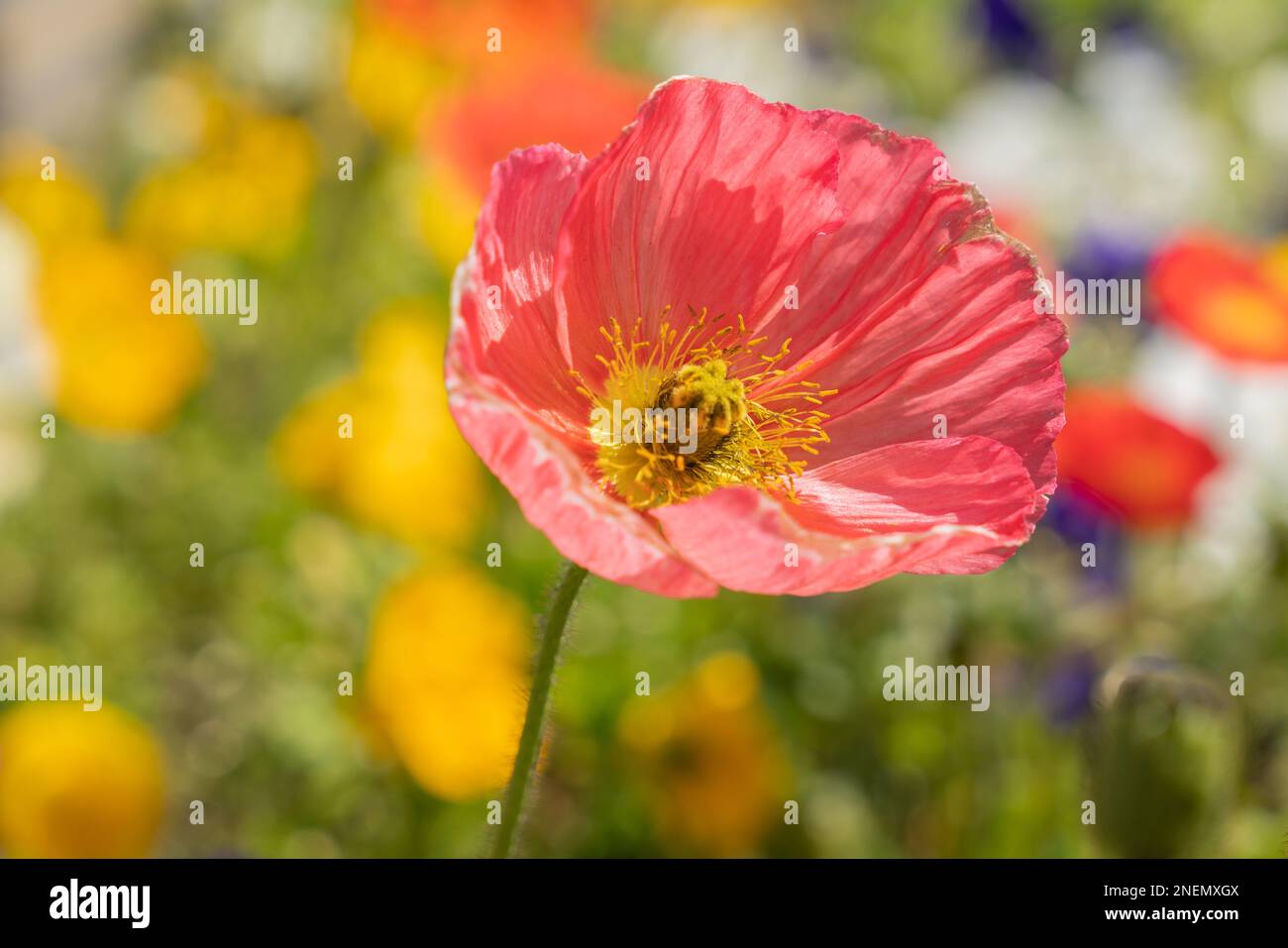 Colorful iceland poppy flowers. Papaver nudicaule. The large,cup shaped ...