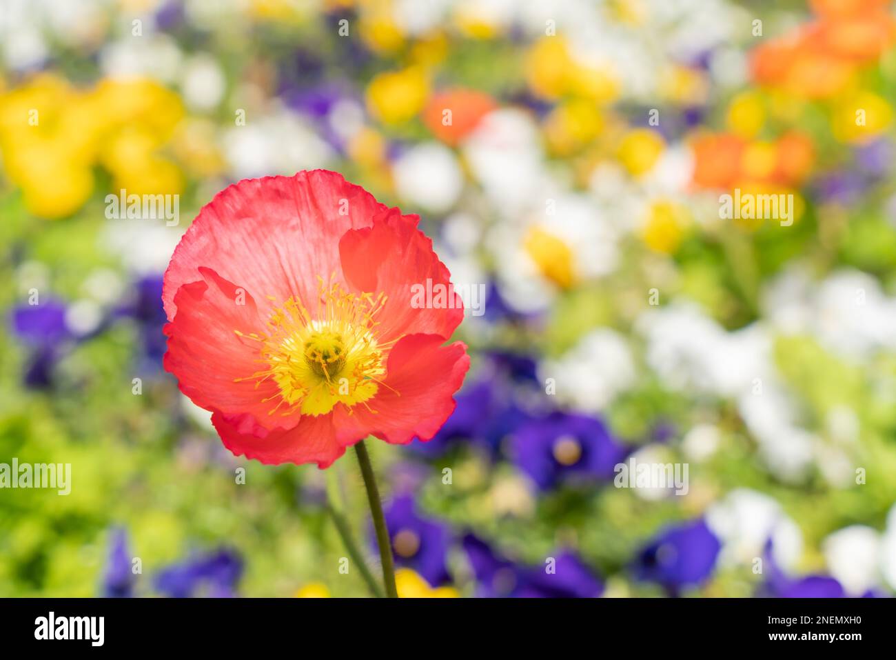 Colorful iceland poppy flowers. Papaver nudicaule. The large,cup shaped ...