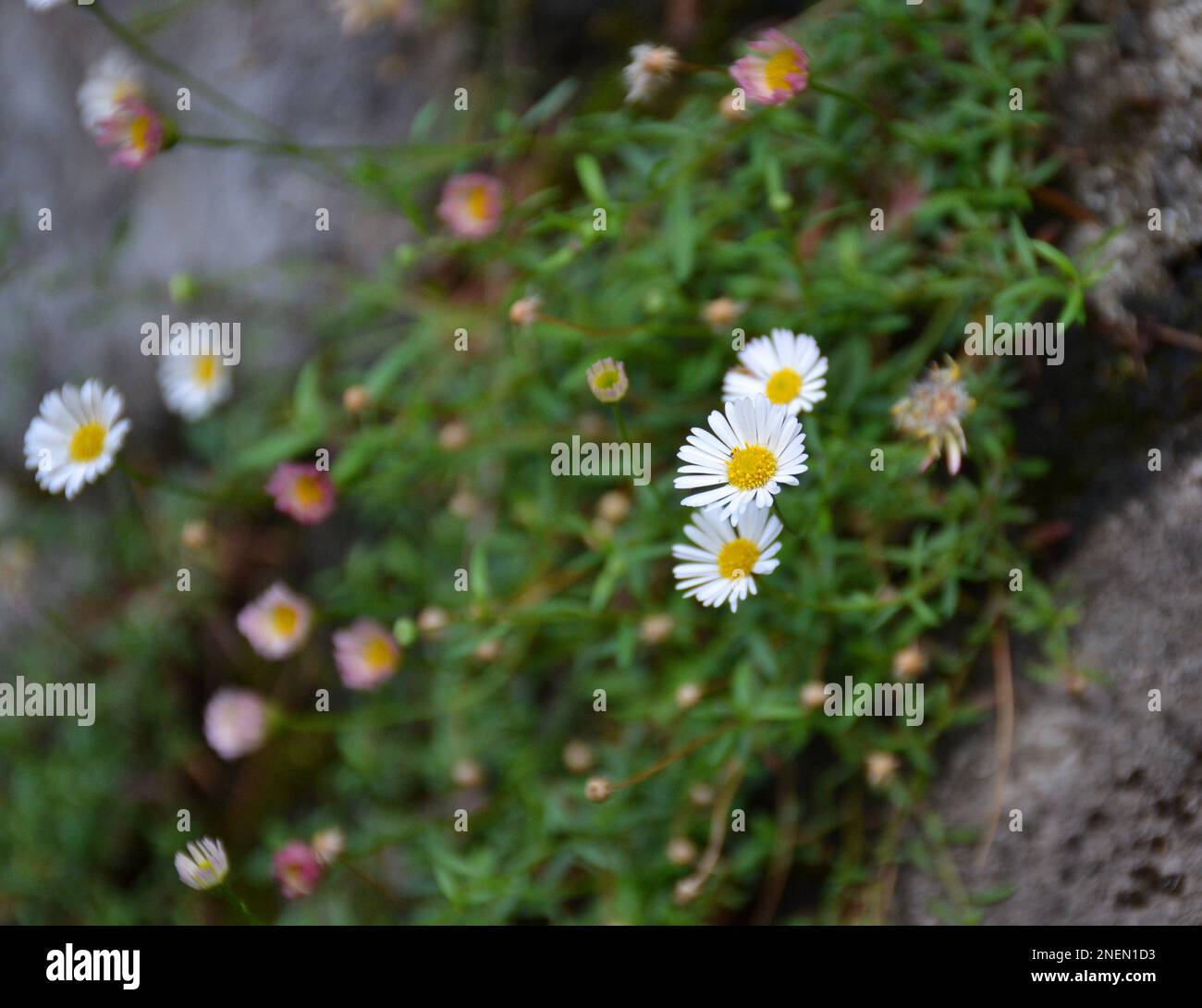 White splendor of flowers hi-res stock photography and images - Alamy