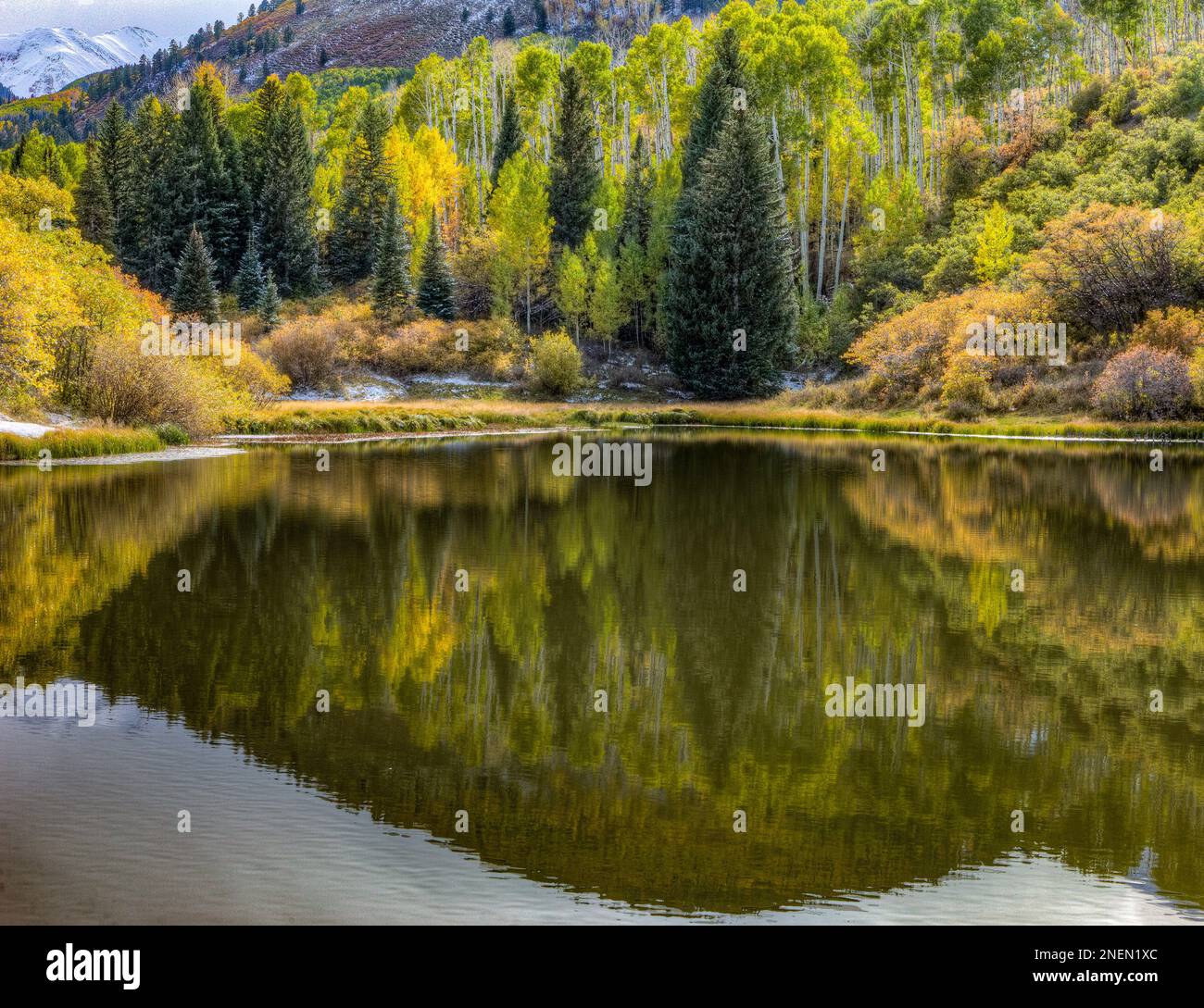 Aspen trees in fall color at Hidden Lake in the La Sal Mountains in the ...