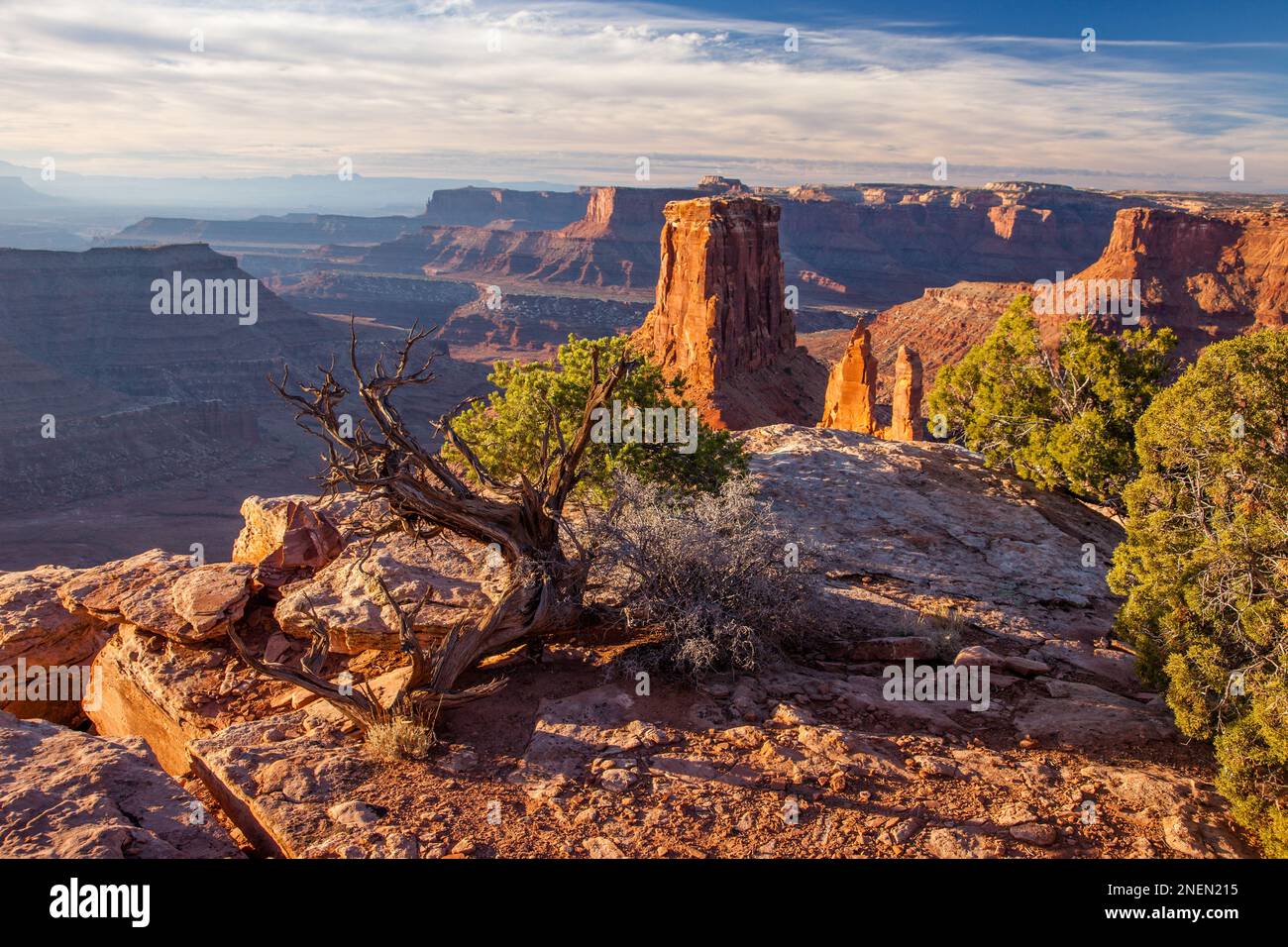 A dead juniper trunk with a pinyon pine tree behind on Marlboro Point ...