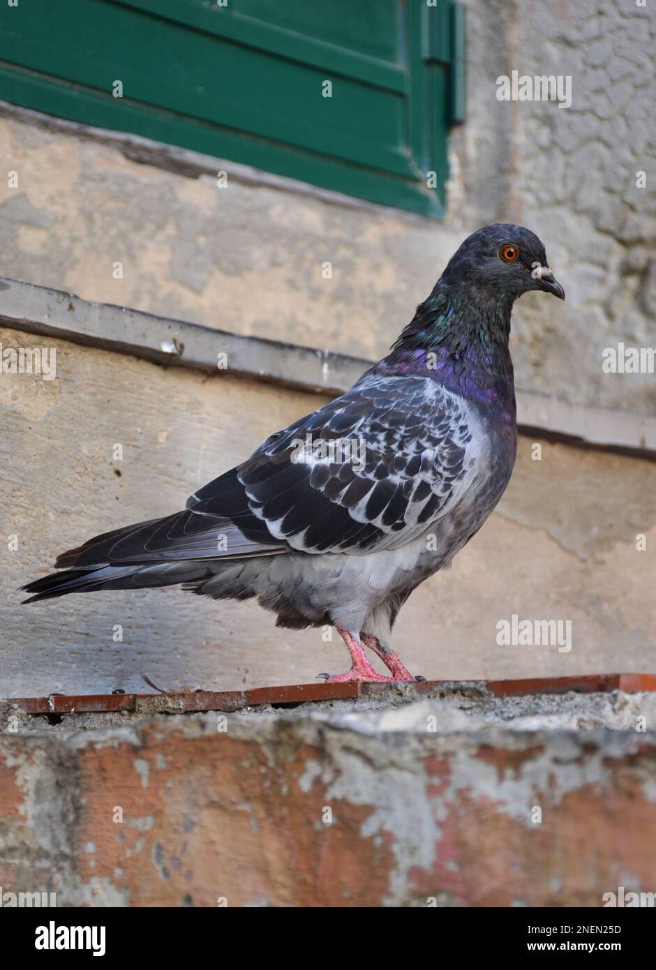 Italy pigeon hi-res stock photography and images - Alamy