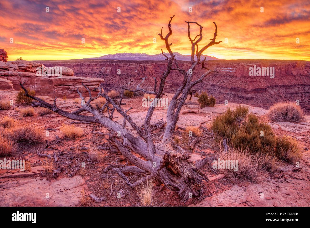 A dead pinyon pine tree trunk under colorful sunrise skies on Marlboro ...