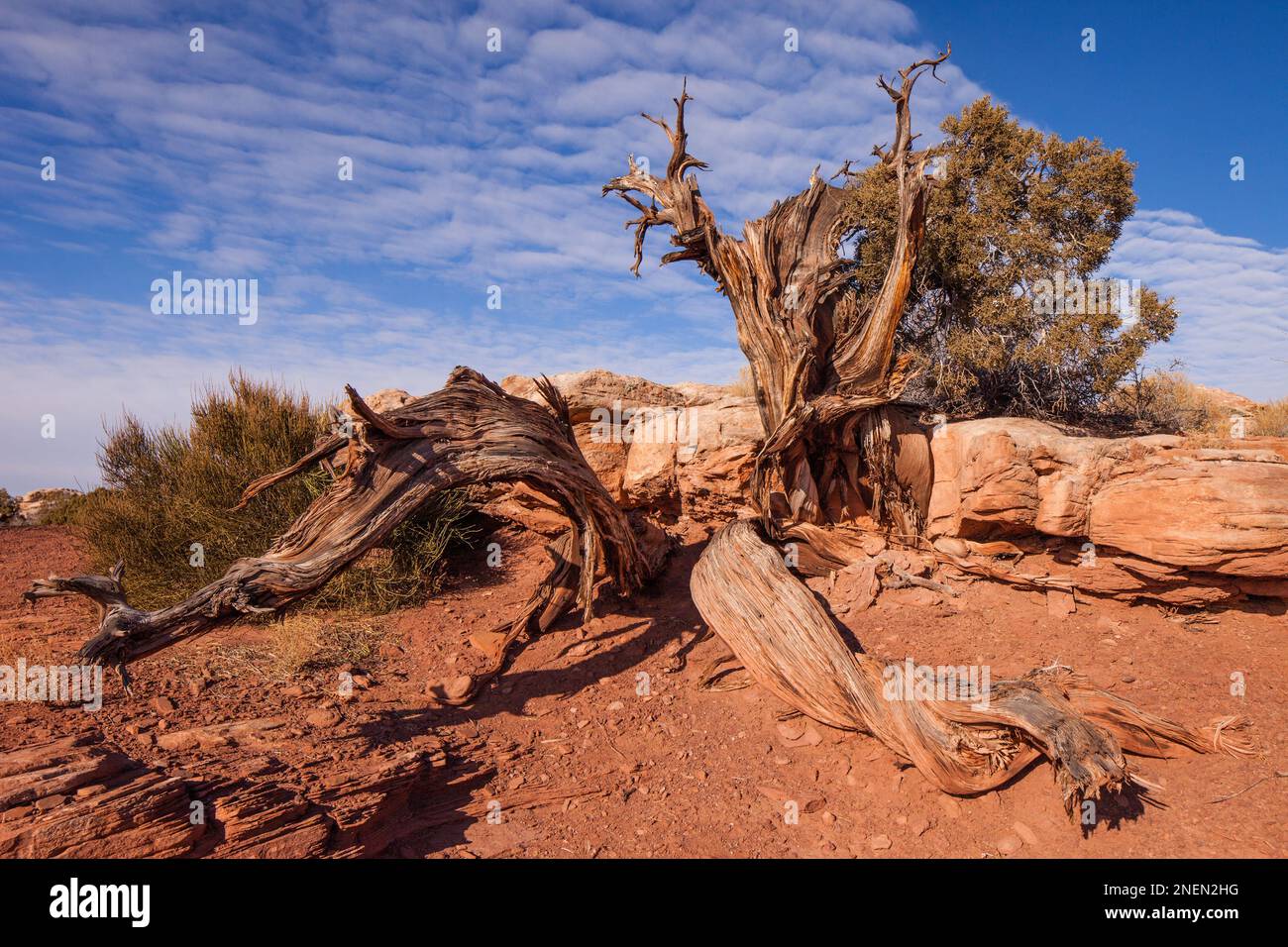 An ancient twisted juniper trunk with a few live branches on Marlboro ...