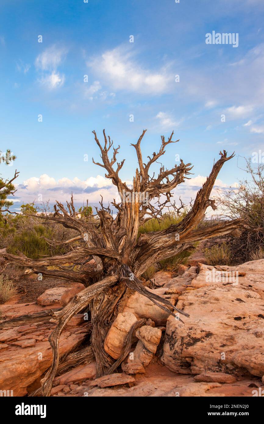 A dead juniper tree trunk on Kayenta sandston on Marlboro Point with ...