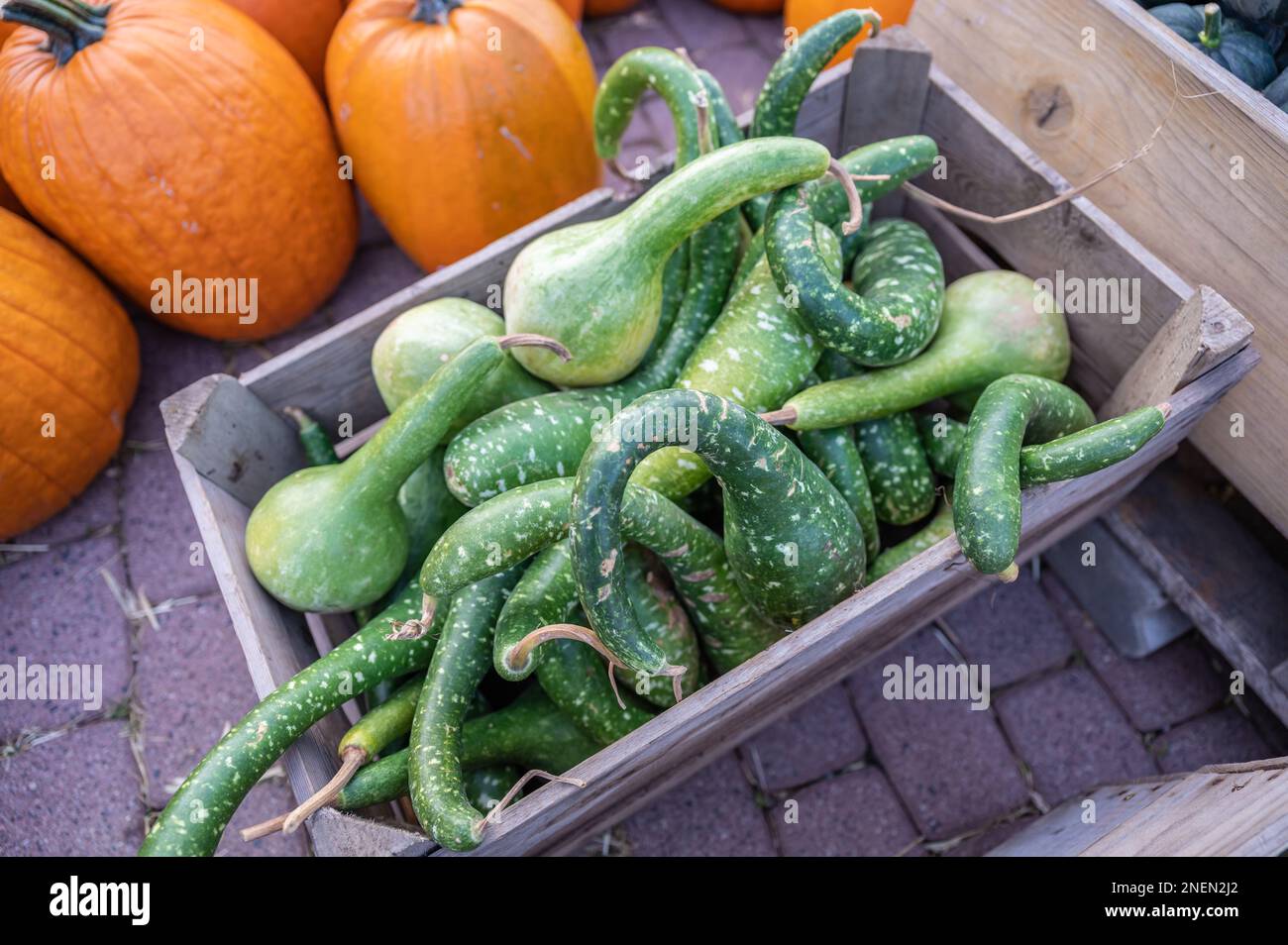 Snake squash hi-res stock photography and images - Alamy