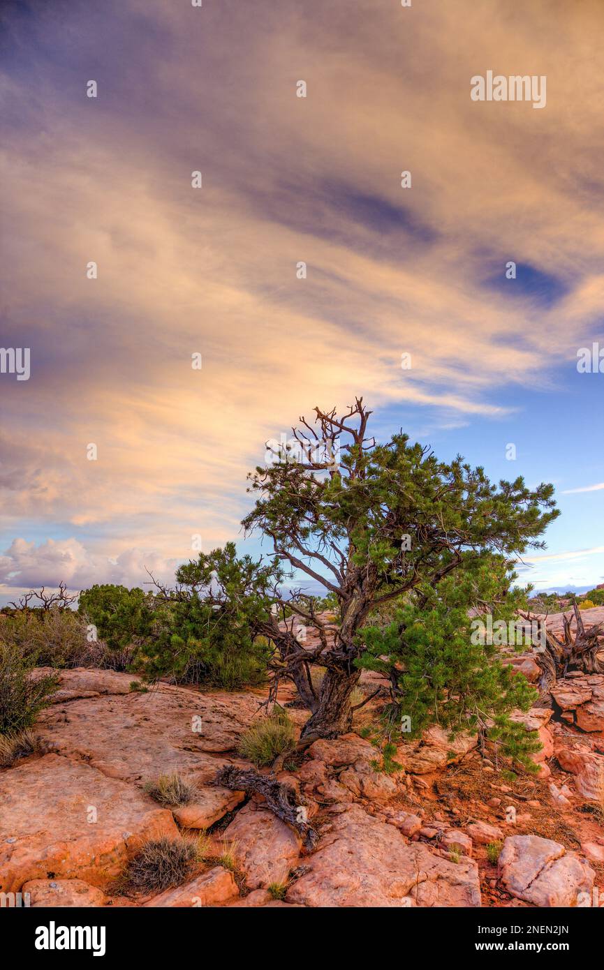 A pinyon pine tree on Marlboro Point with Canyonlands NP behind, near ...