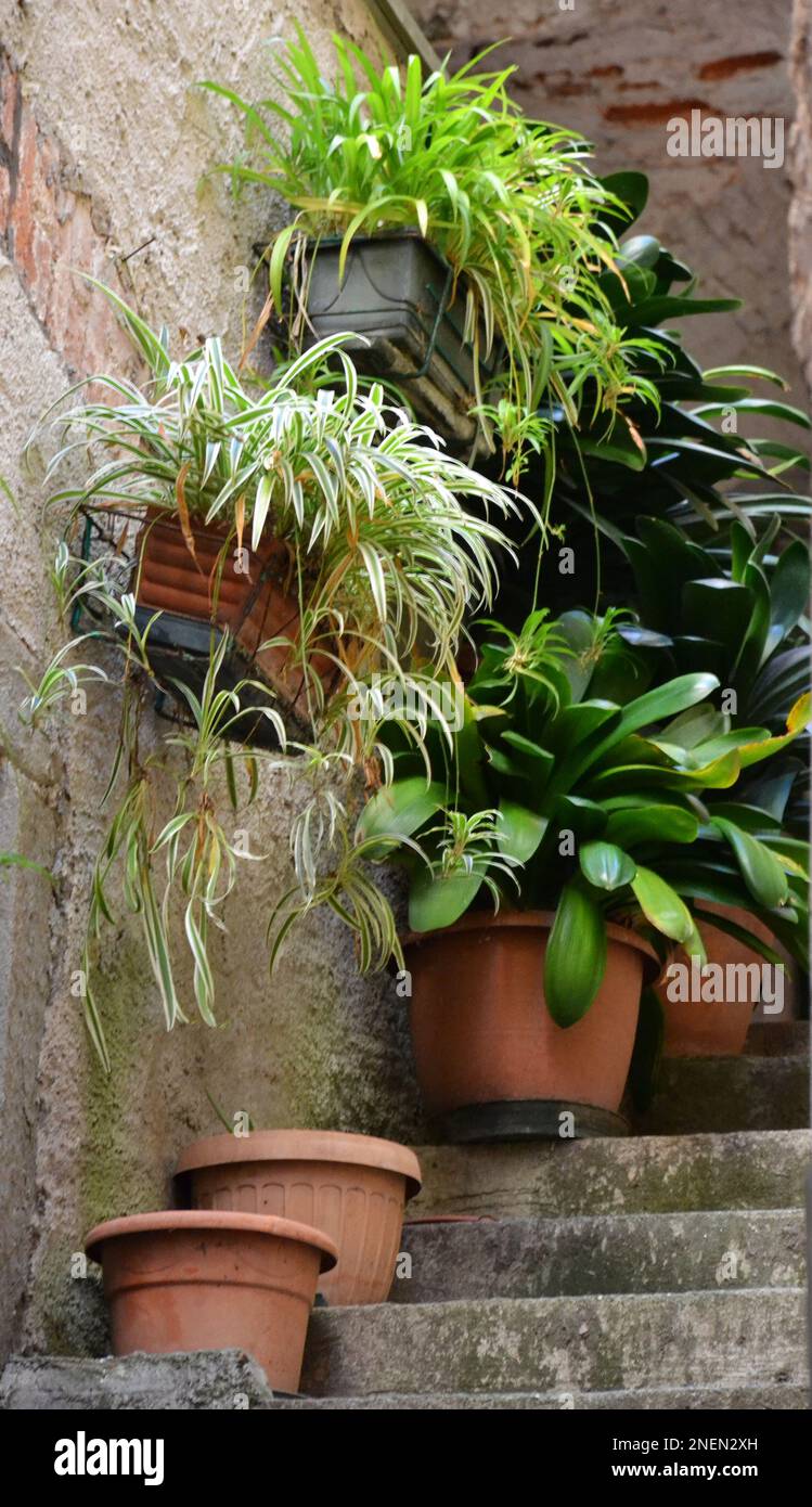Pot plant courtyard hi-res stock photography and images - Alamy