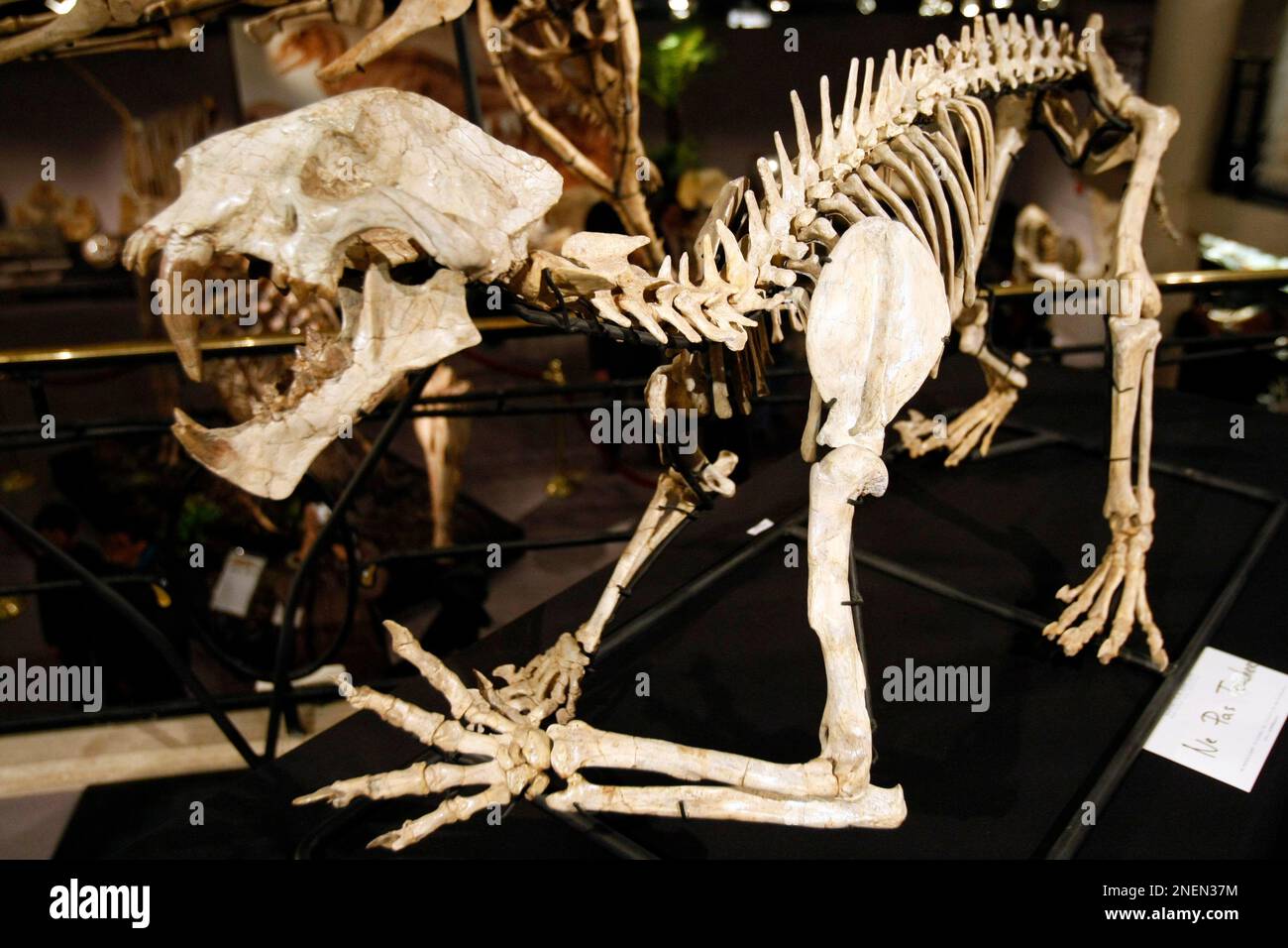 The skeleton of a prehistoric sabre toothed dinosaur is seen during a ...
