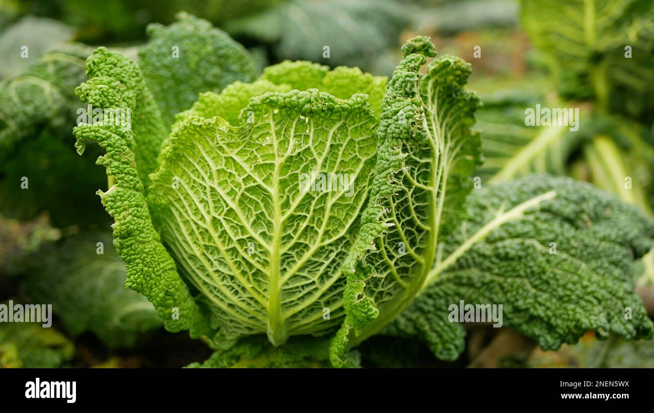 Field Savoy cabbage bio detail leaves leaf heads Brassica oleracea ...