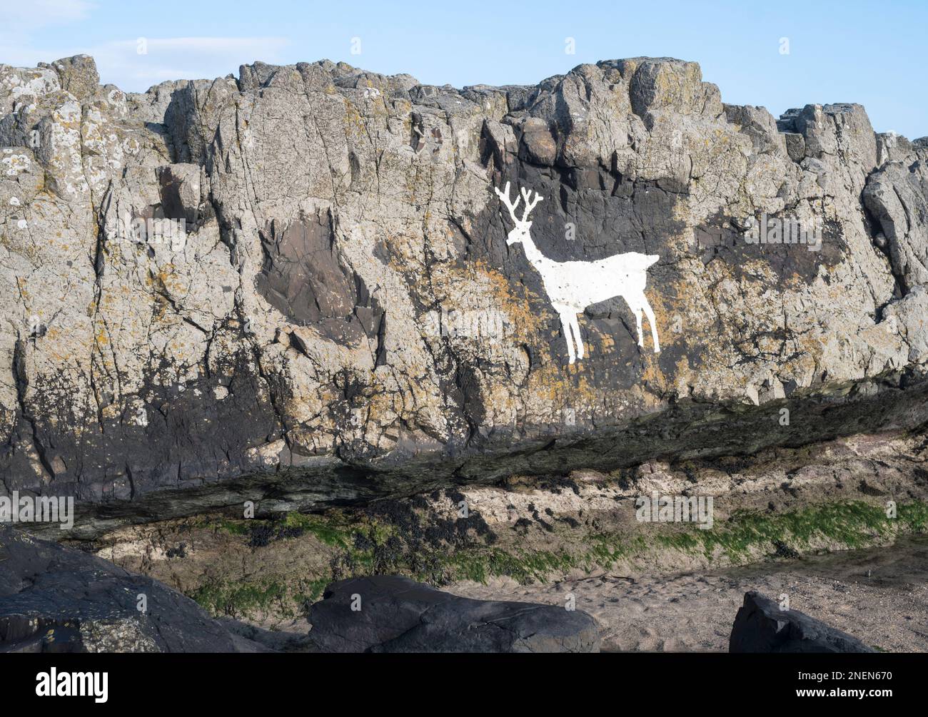 Painting of a stag on Stag Rock, near Bamburgh, Northumberland, England ...