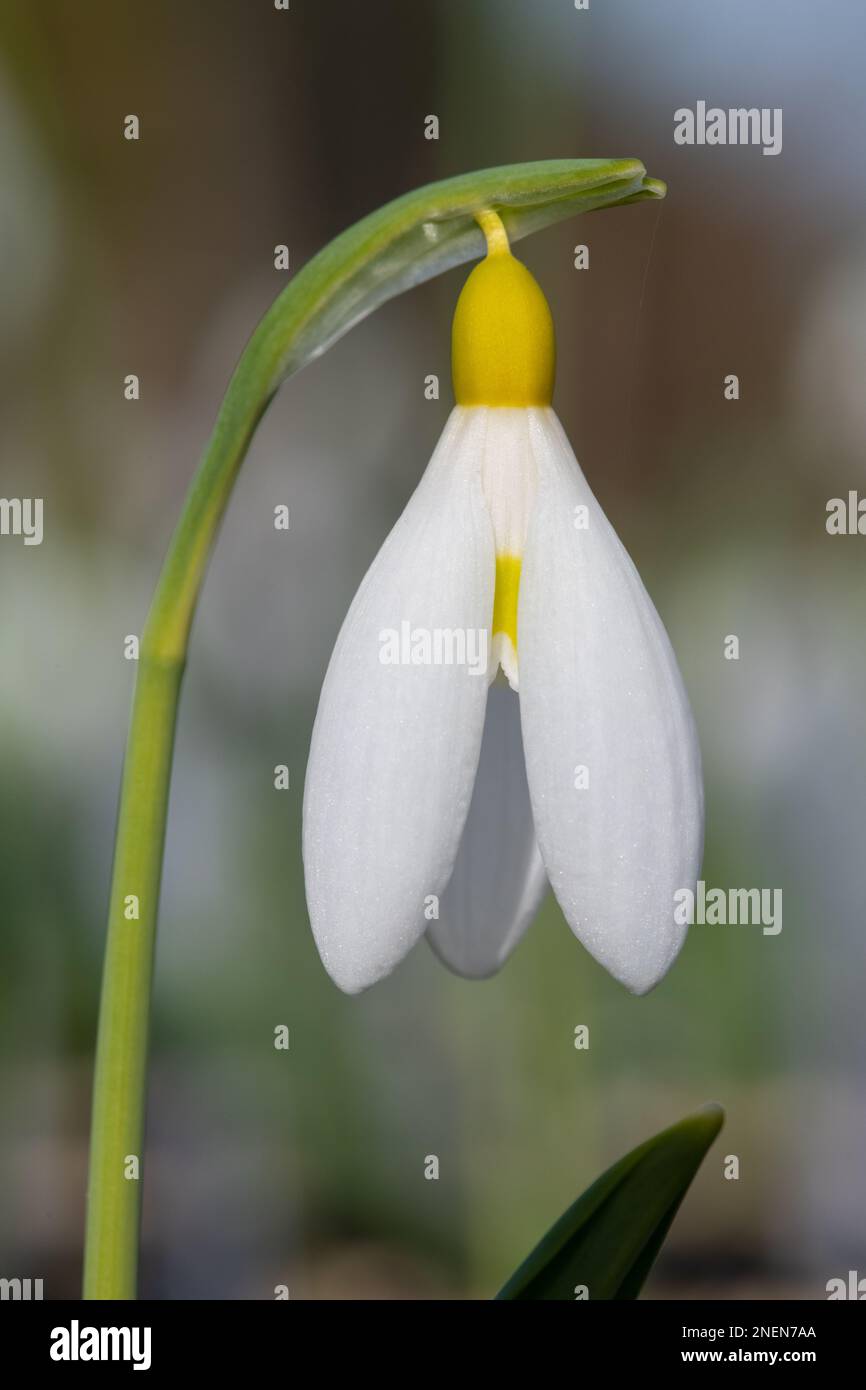 Close up of a pleated snowdrop (galanthus plicatus) flower in bloom ...